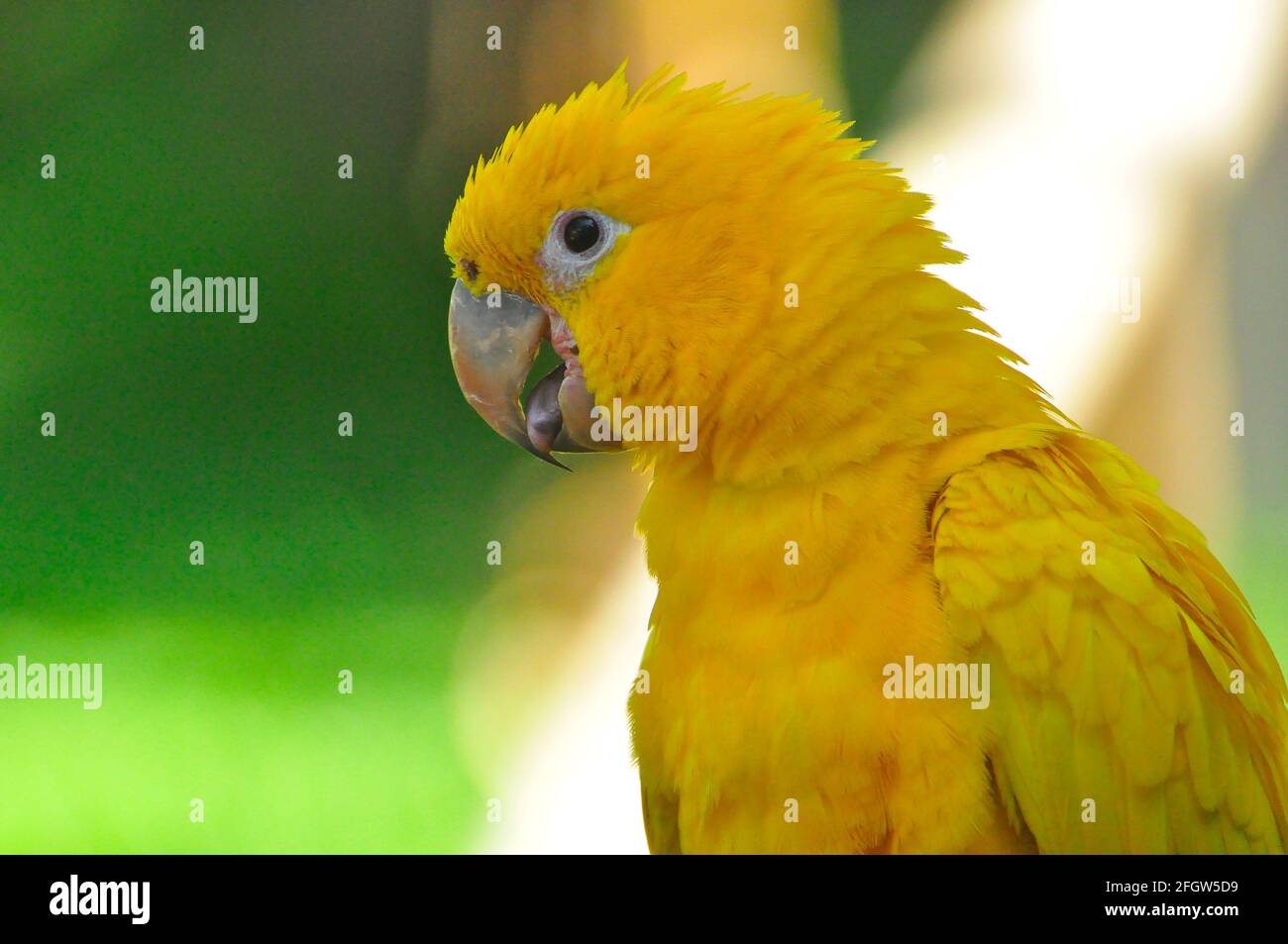 Yellow Parrot on a tree Stock Photo - Alamy