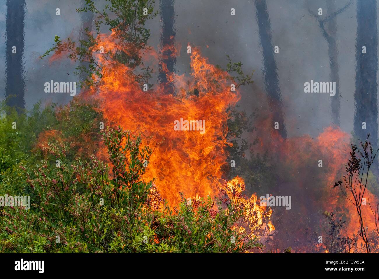 Prescribed burning florida hi-res stock photography and images - Alamy