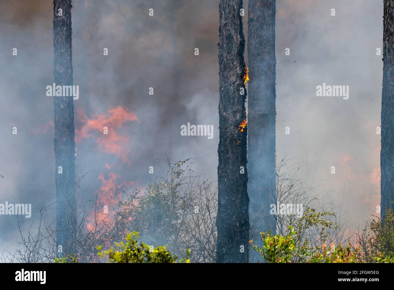 Prescribed burning florida hi-res stock photography and images - Alamy