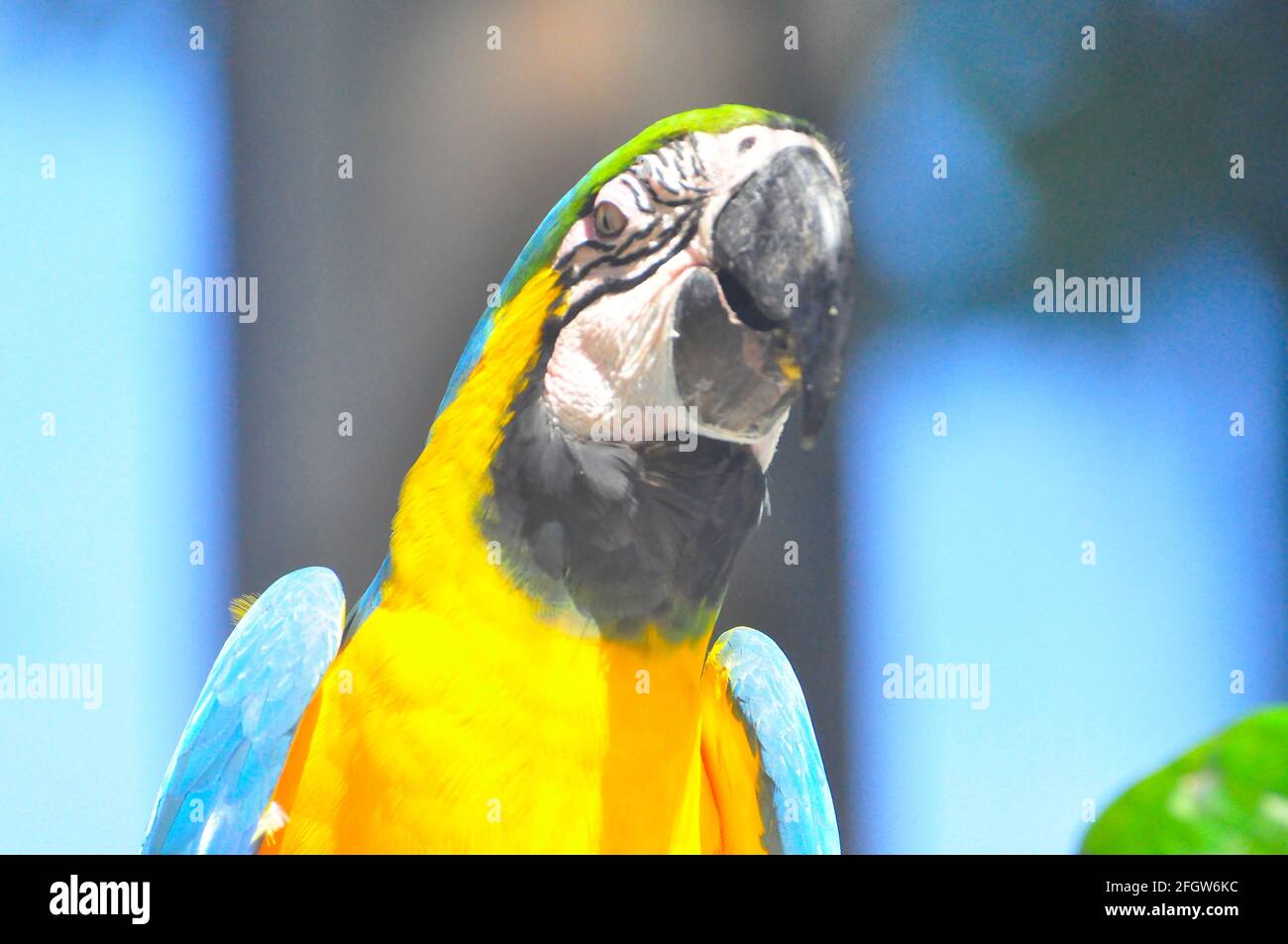 Blue and Gold Macaw, a traditional brazilian bird Stock Photo - Alamy
