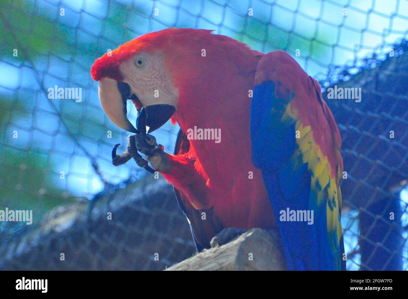 Scarlet Macaw, a brazilian bird Stock Photo - Alamy