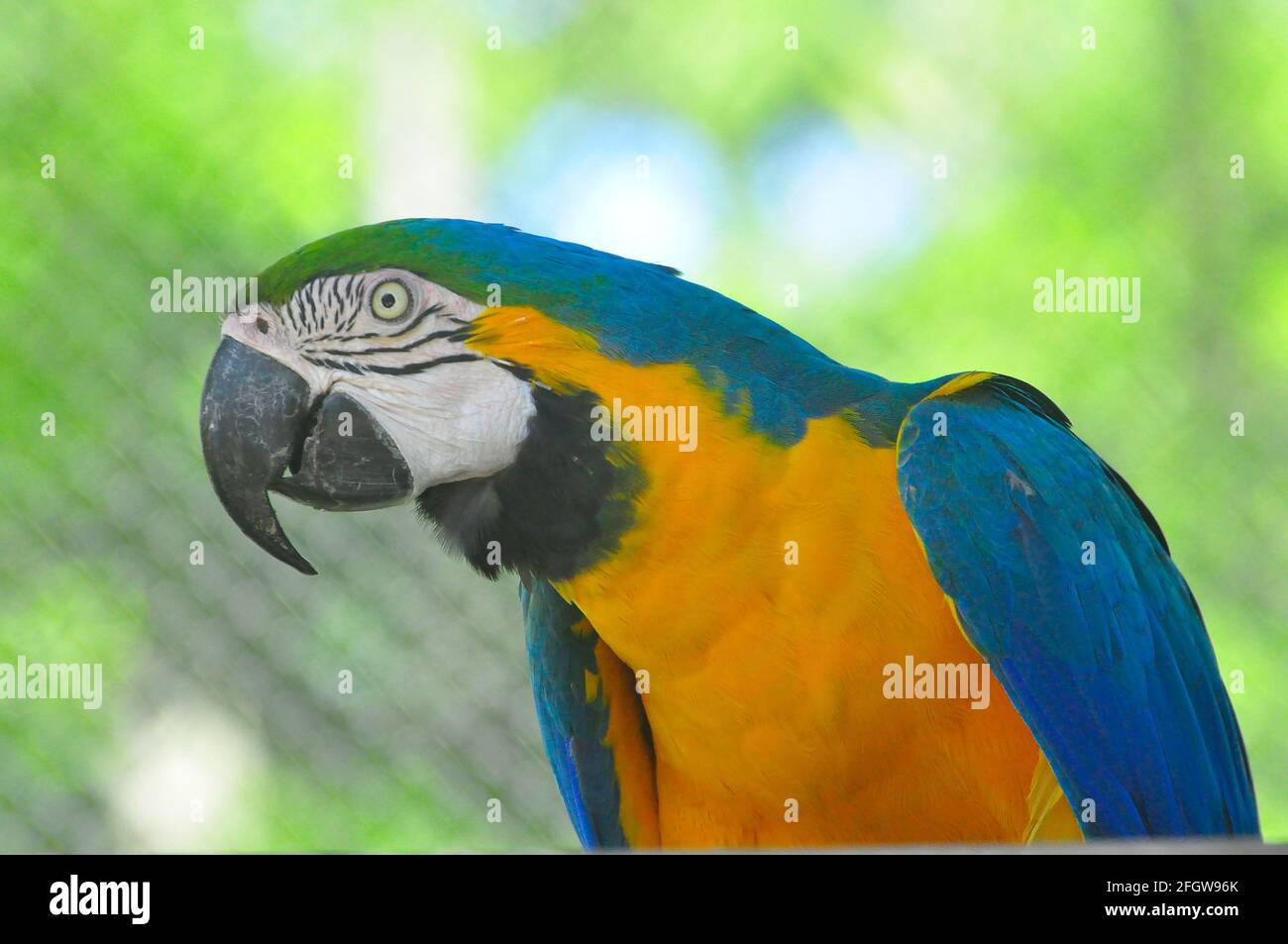 Brazilian blue bird hi-res stock photography and images - Alamy