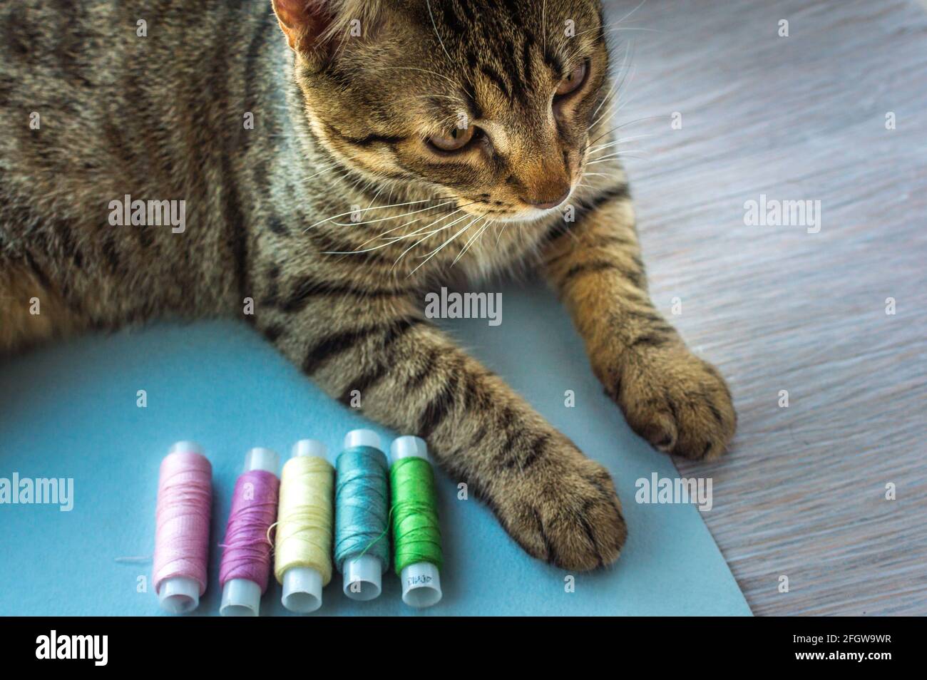 Concept of hobby hi-res stock photography and images - Alamy