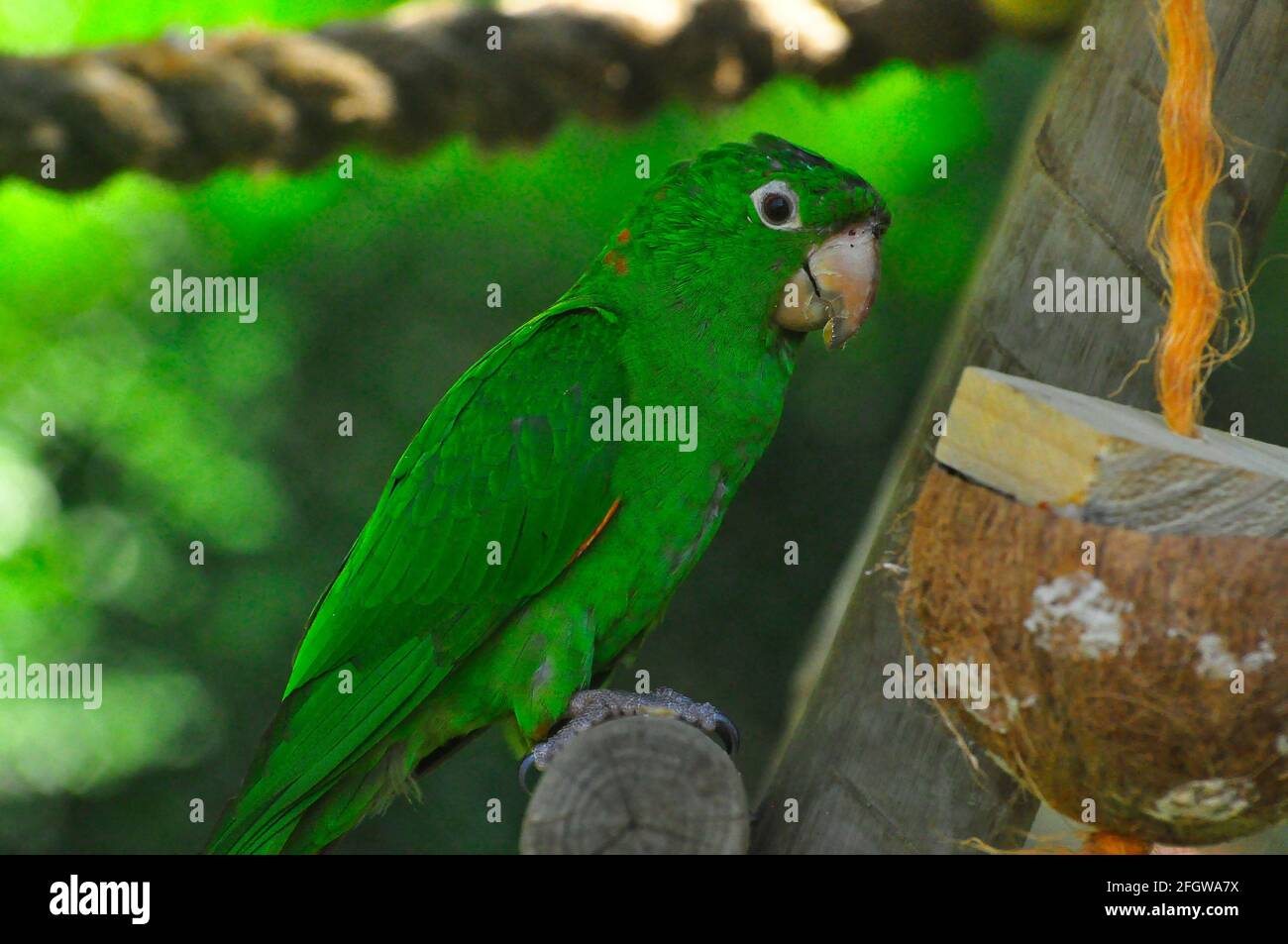 Maritaca bird hi-res stock photography and images - Alamy