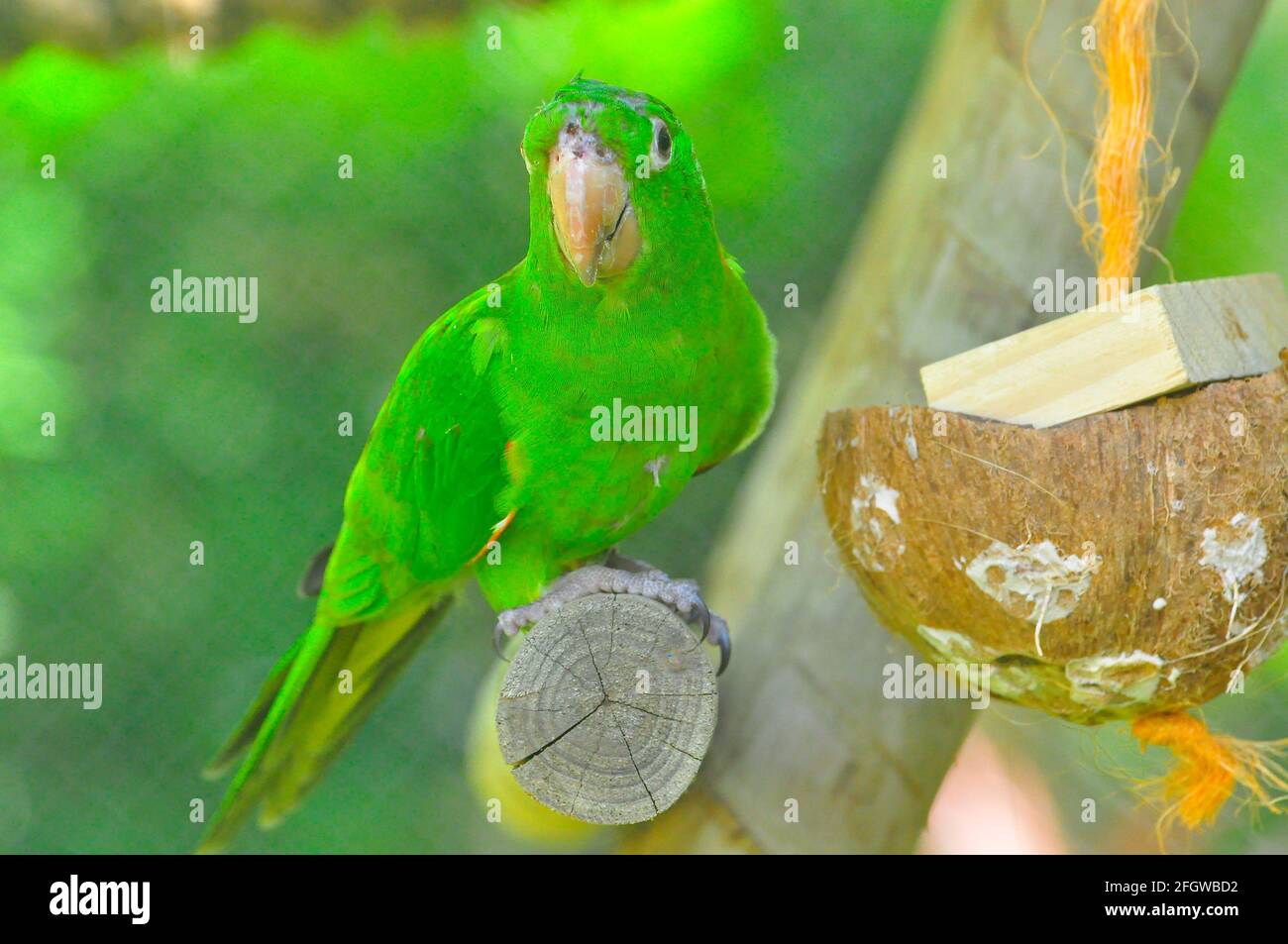 Maritaca, a traditional brazilian bird Stock Photo - Alamy