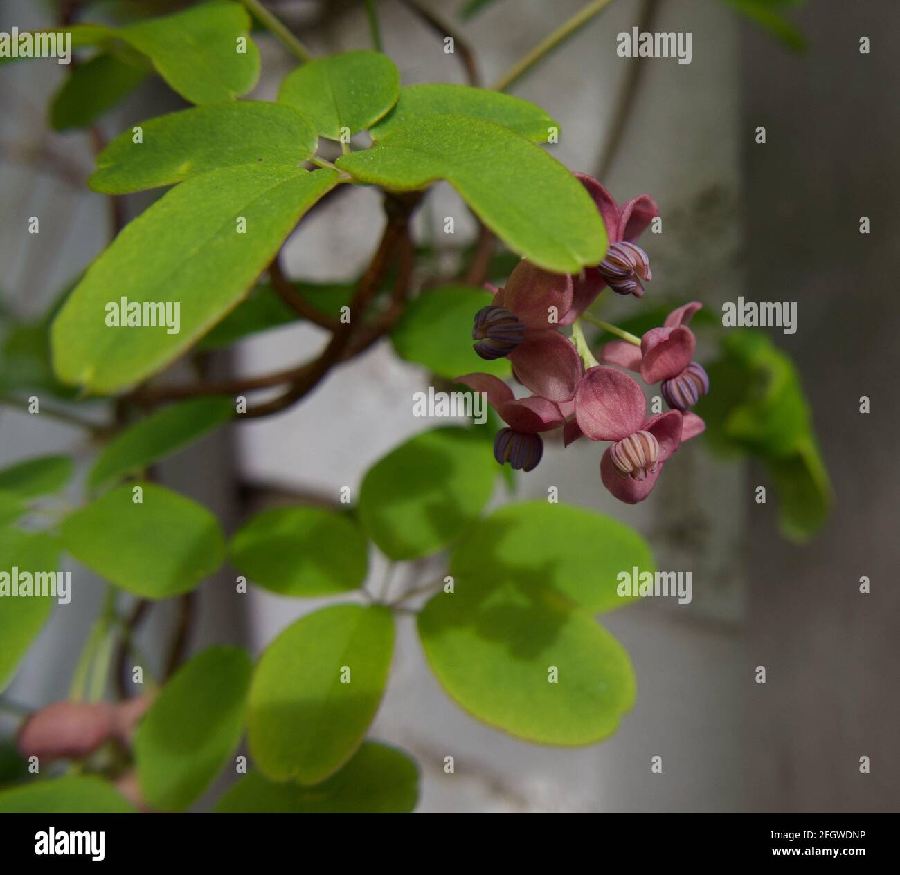 Close up image of akebia quinata or chocolate vine with five leaf ...