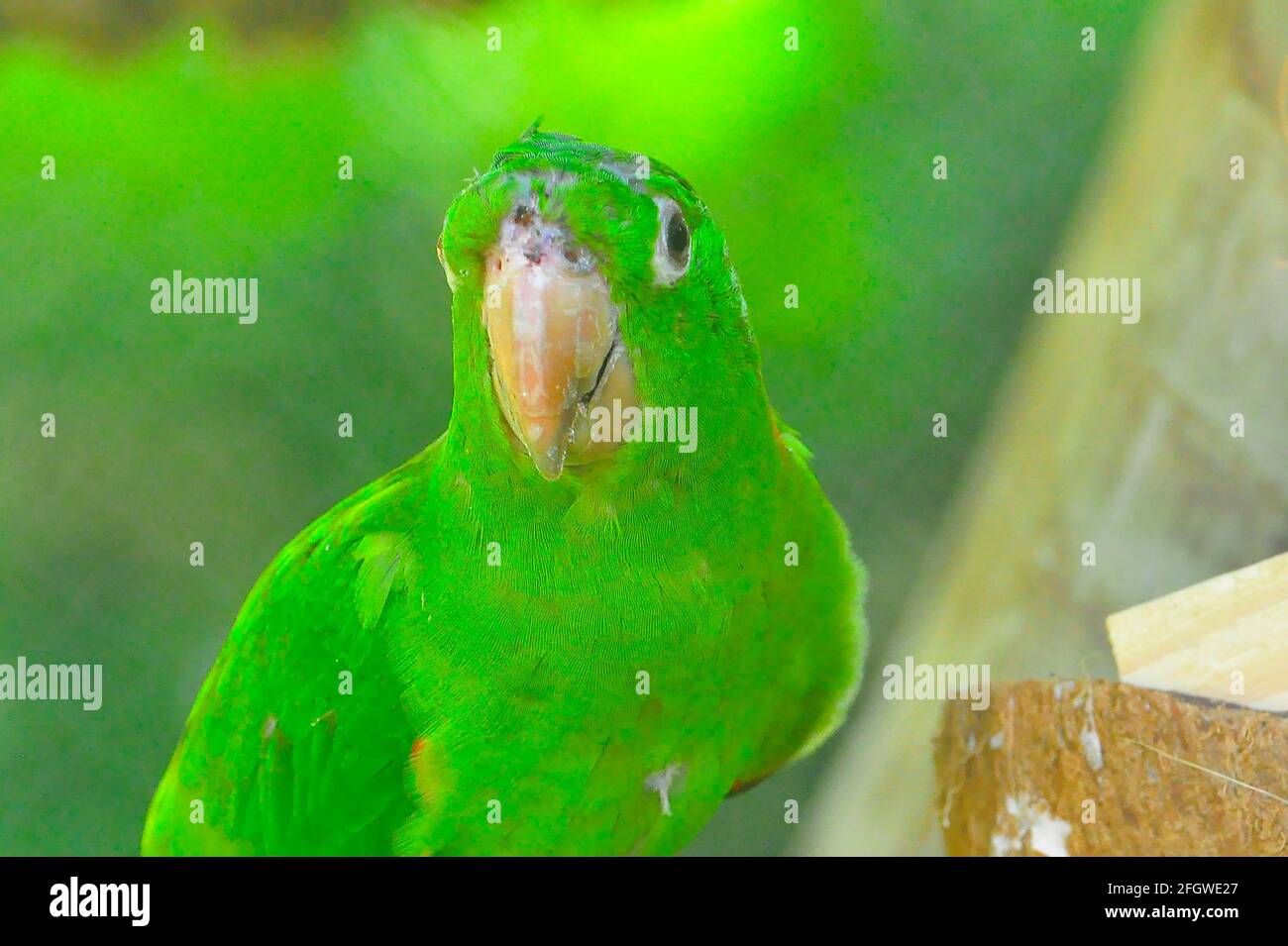 Maritaca hi-res stock photography and images - Alamy