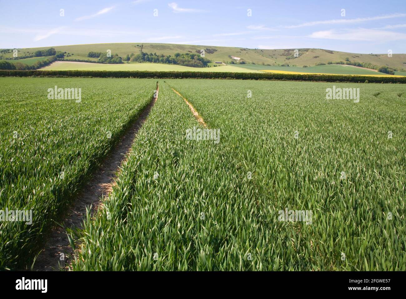 tracks through agricultural fields at Iford on the edge of the south ...
