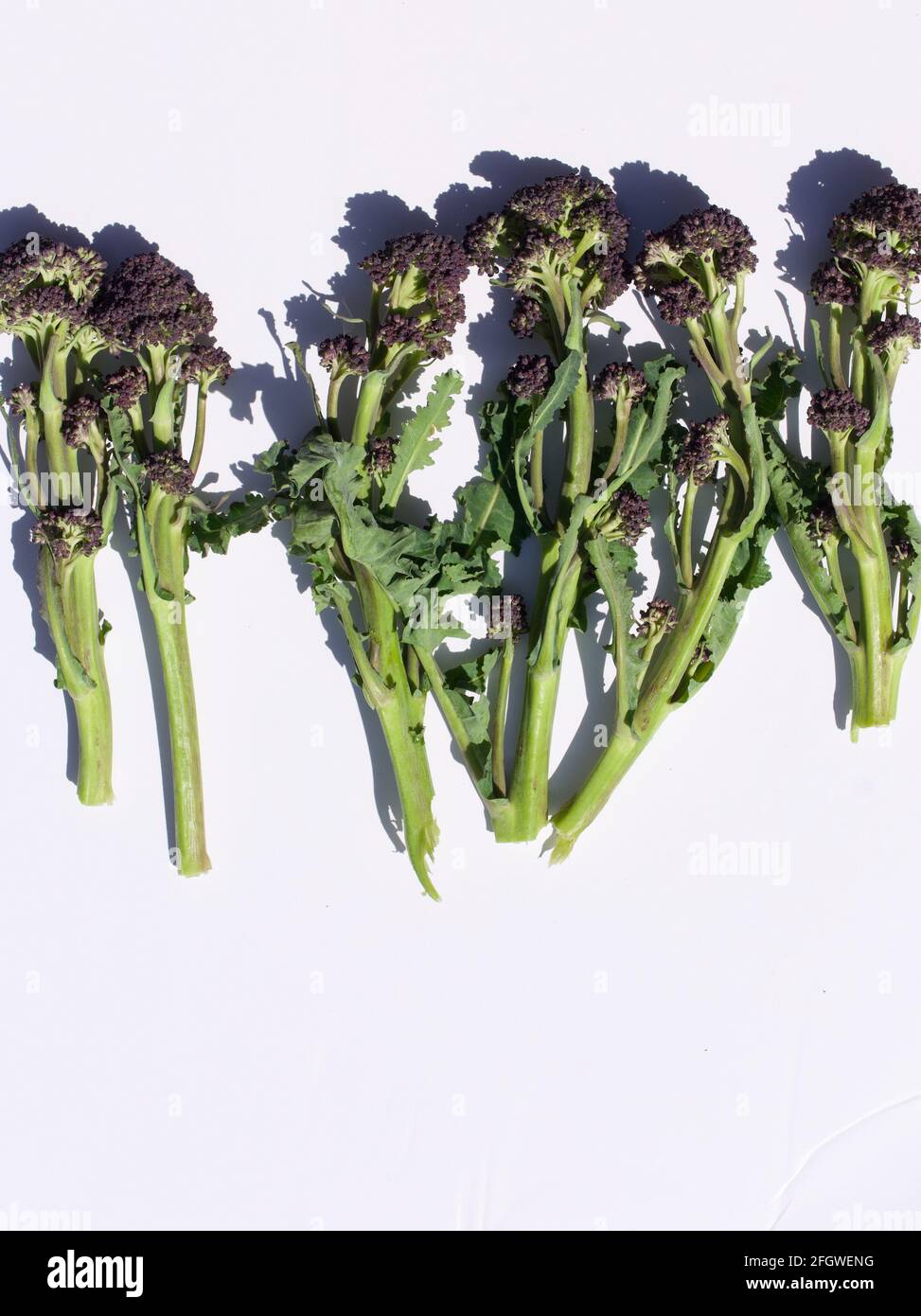 Portrait image of purple sprouting broccoli green stalks on white ...