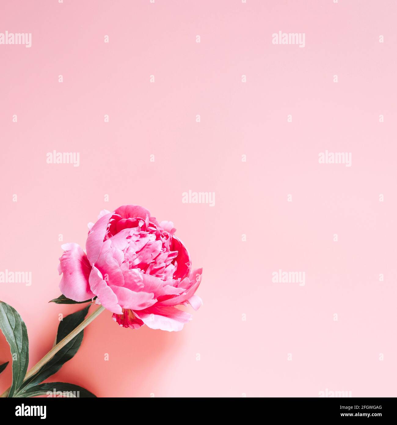 one peony flower in full bloom vibrant pink color isolated on pale pink ...