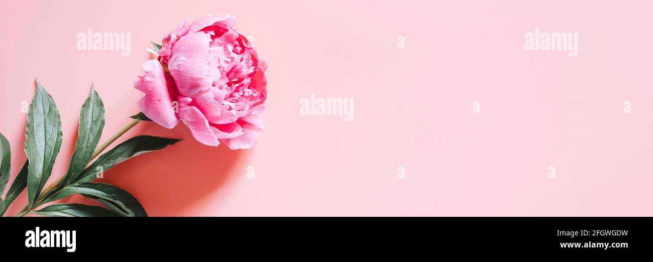 one peony flower in full bloom vibrant pink color isolated on pale pink ...