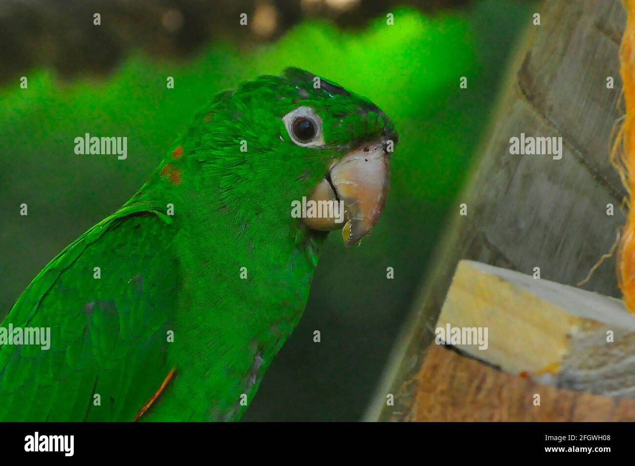 Maritaca, a traditional brazilian bird Stock Photo - Alamy