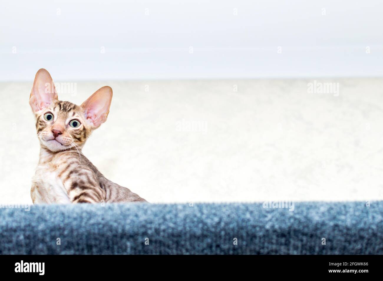 Amusing look hi-res stock photography and images - Alamy