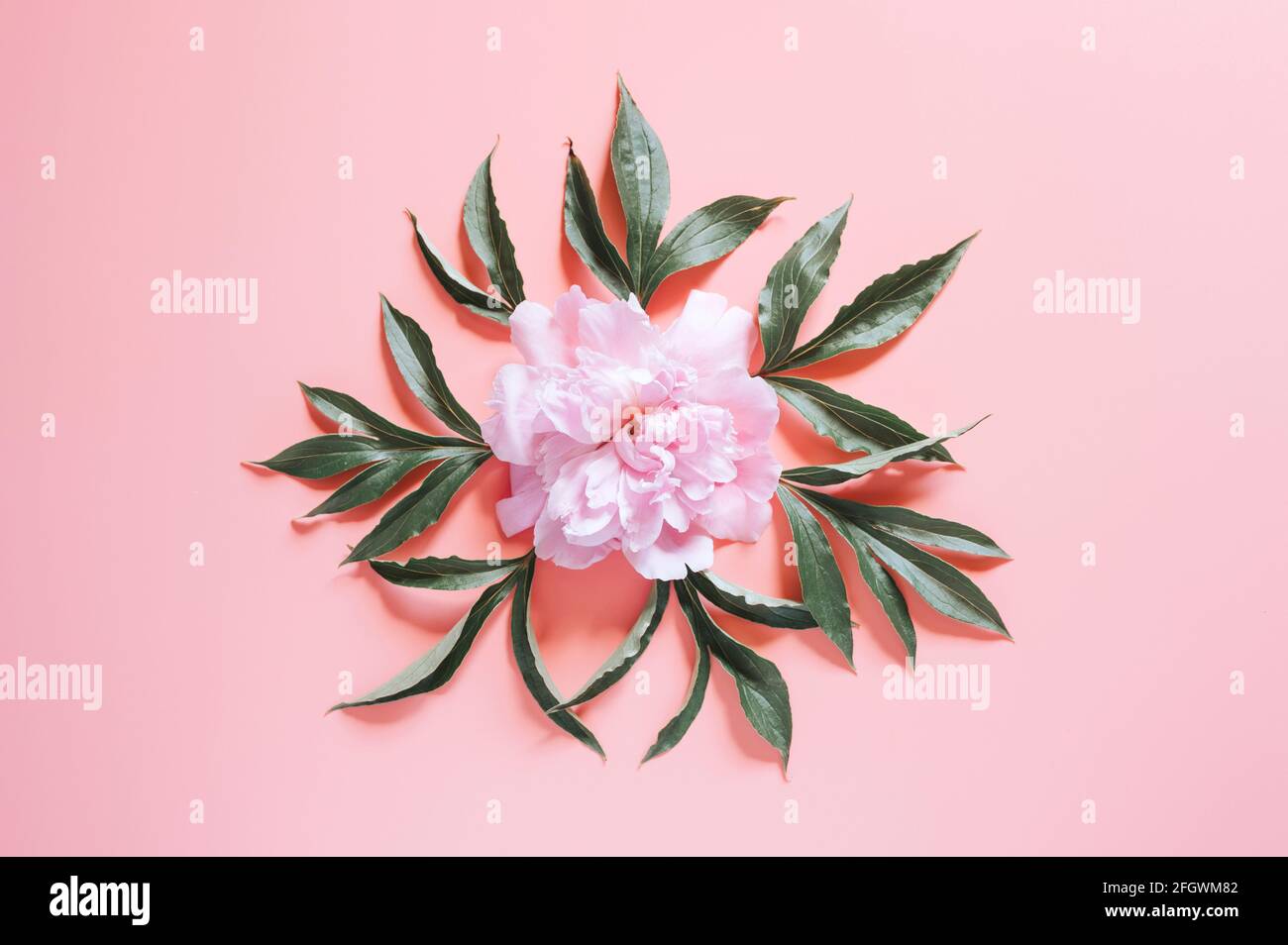 one peony flower in full bloom pastel pink color and leaves isolated on ...