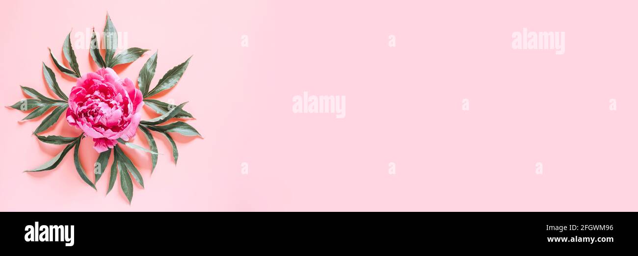 one peony flower in full bloom vibrant pink color and leaves isolated ...