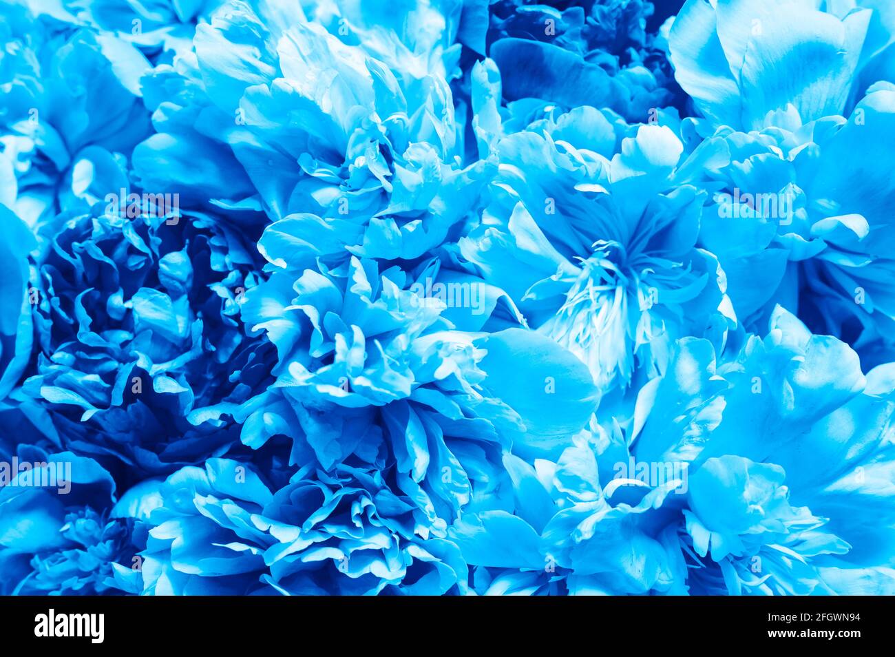 peony flowers in full bloom vibrant blue color as background and live ...