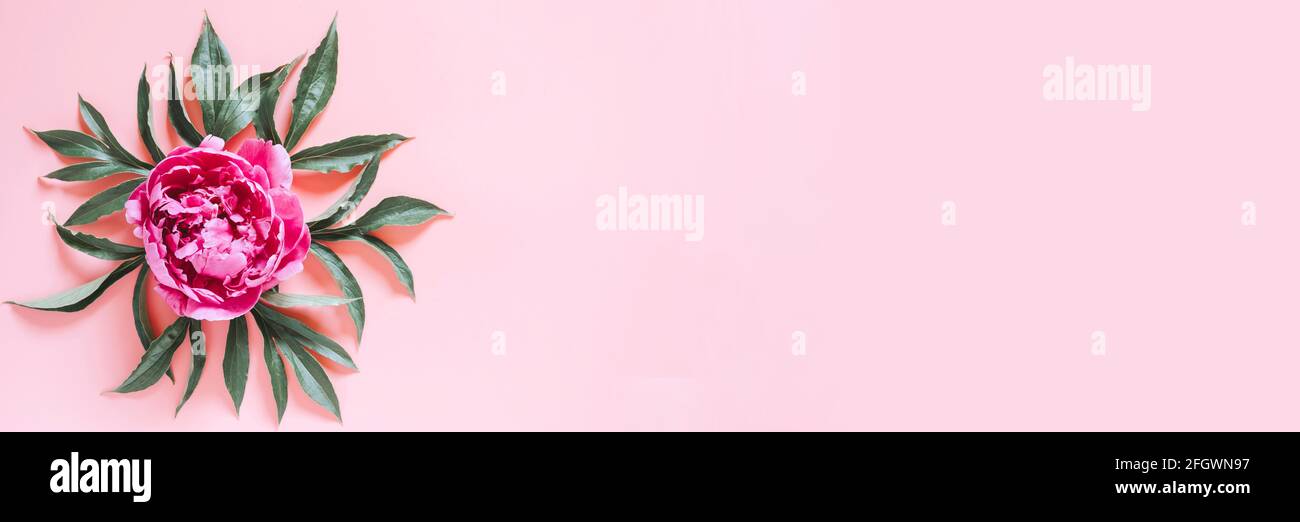 one peony flower in full bloom vibrant pink color and leaves isolated ...