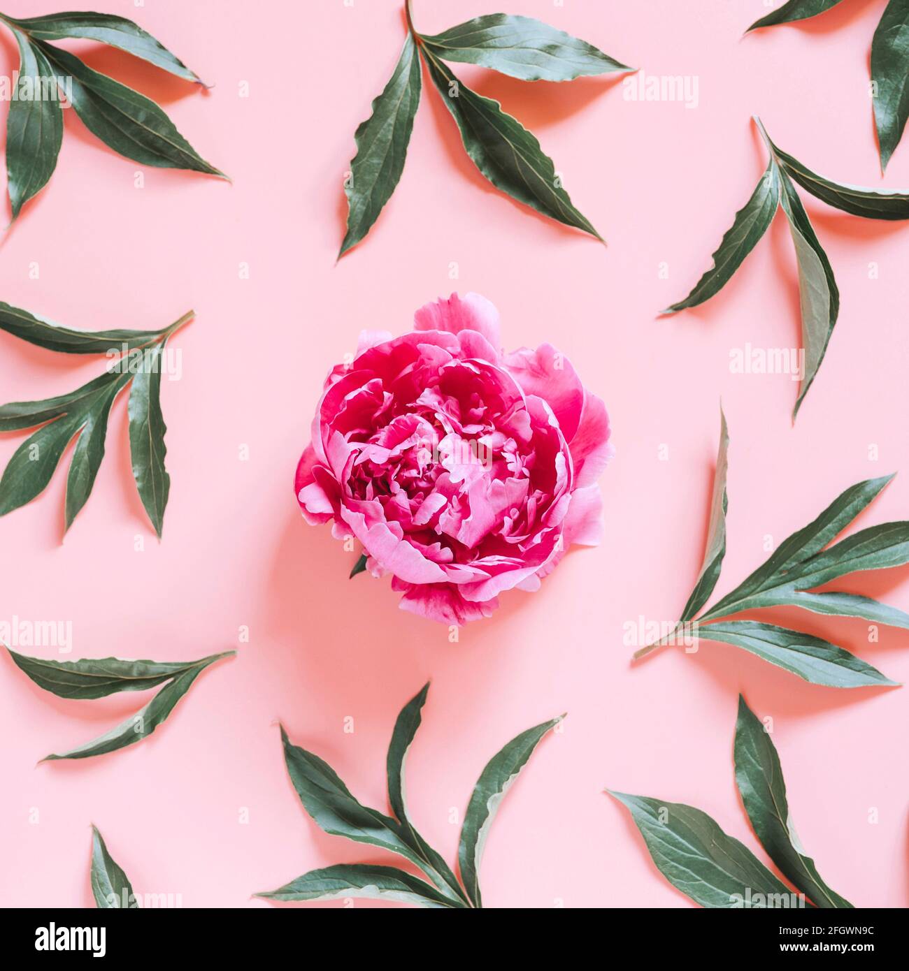 one peony flower in full bloom vibrant pink color and repeating pattern ...