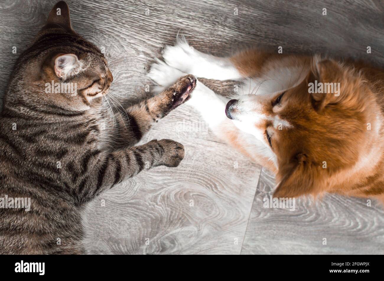Cat and dog play together. Friendship between animals. Close-up Stock ...