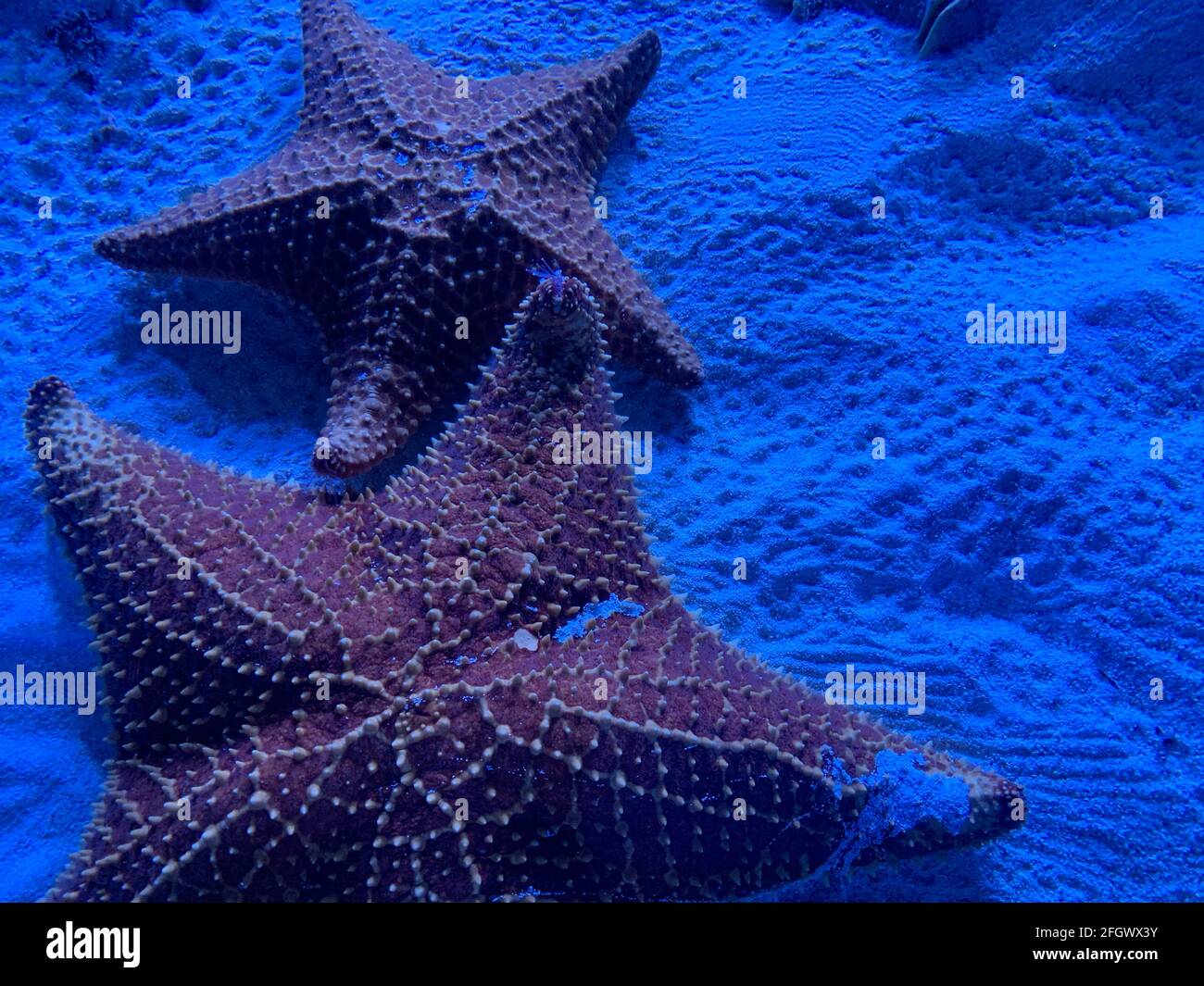 Starfish underwater hi-res stock photography and images - Alamy
