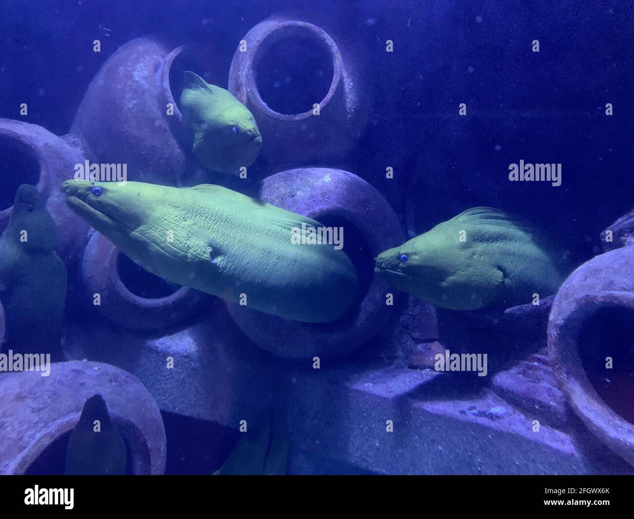 Eels Underwater coming out of old jars/amphora Stock Photo - Alamy