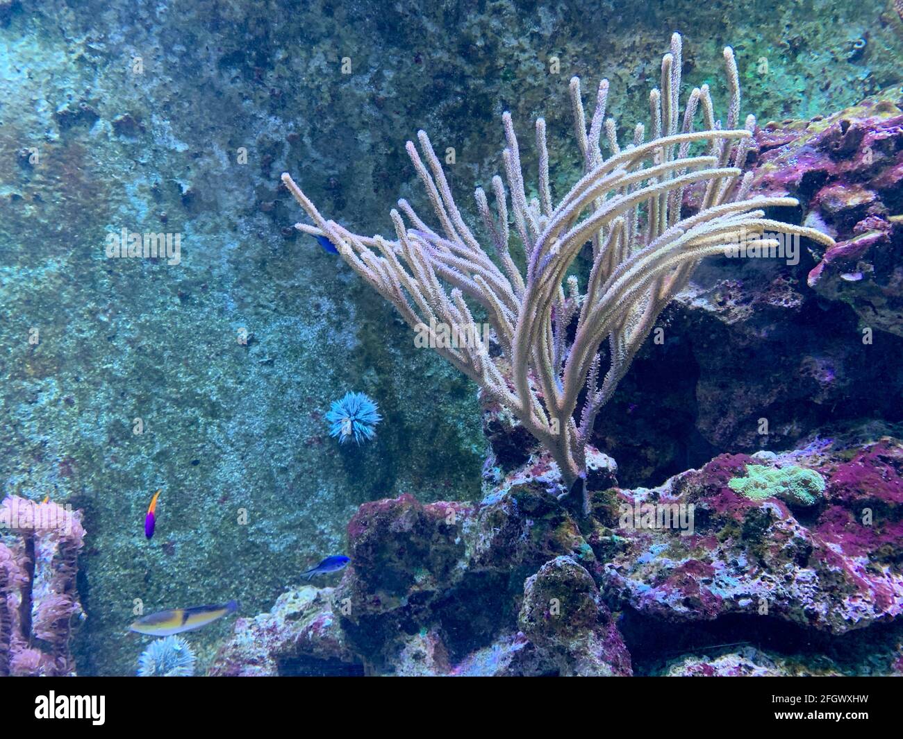 Colorful Coral Reef - Underwater Stock Photo - Alamy