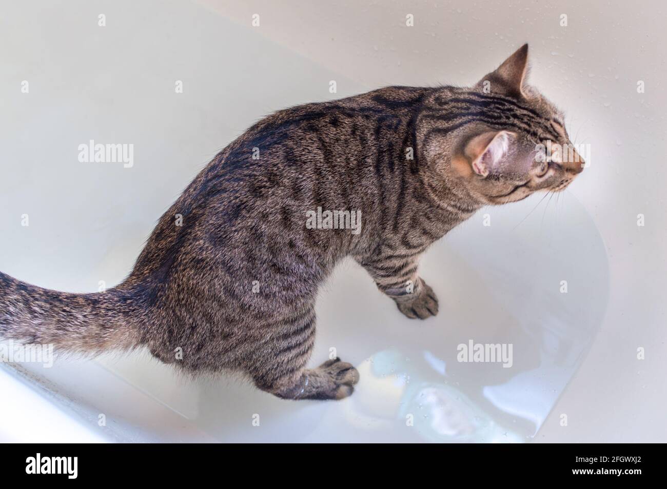Cat in the bathroom. Concept hygiene cats Stock Photo - Alamy
