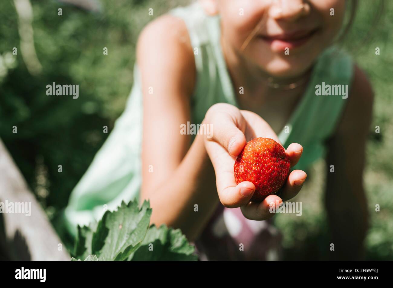 ripe strawberry in a child's girl hand on organic strawberry farm ...