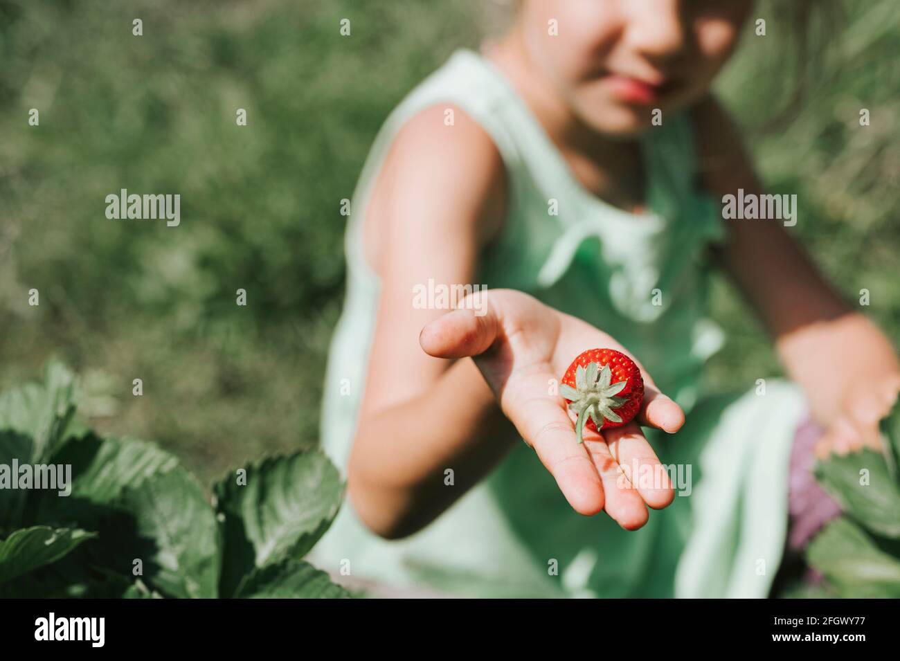 ripe strawberry in a child's girl hand on organic strawberry farm ...
