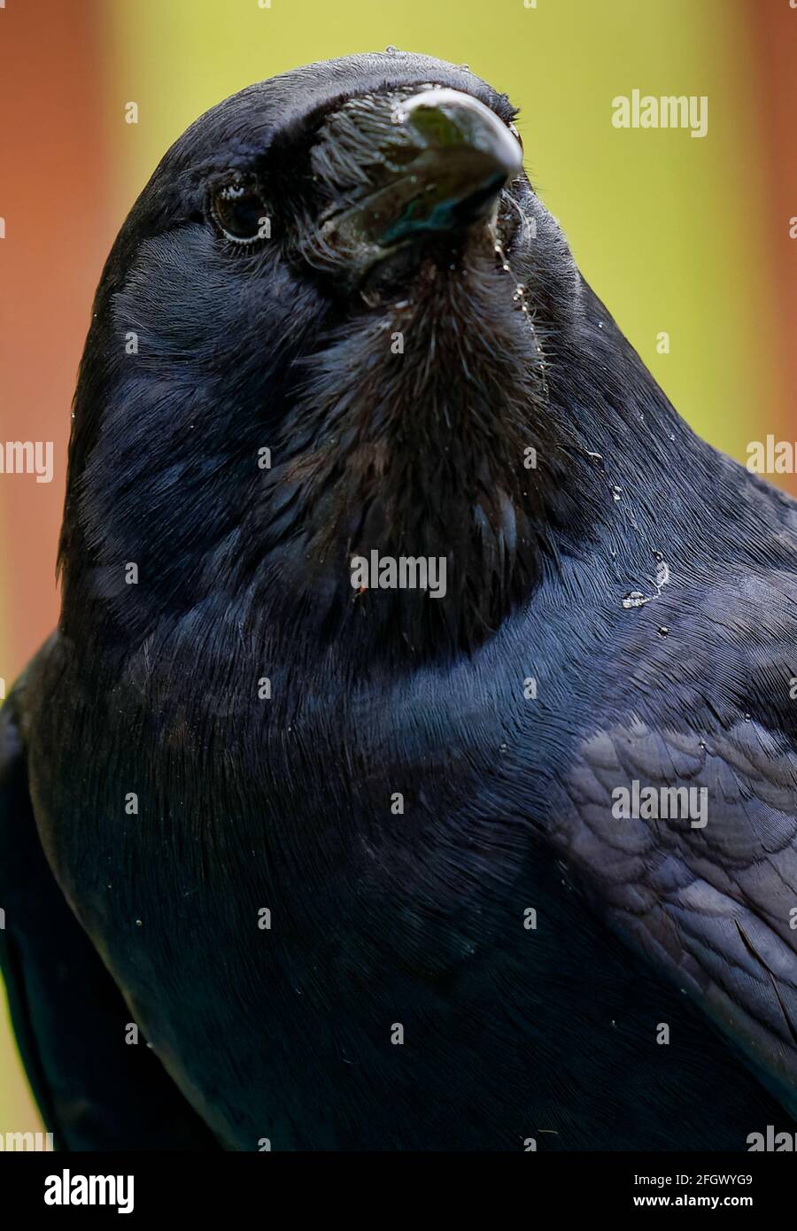 Bird drooling hi-res stock photography and images - Alamy