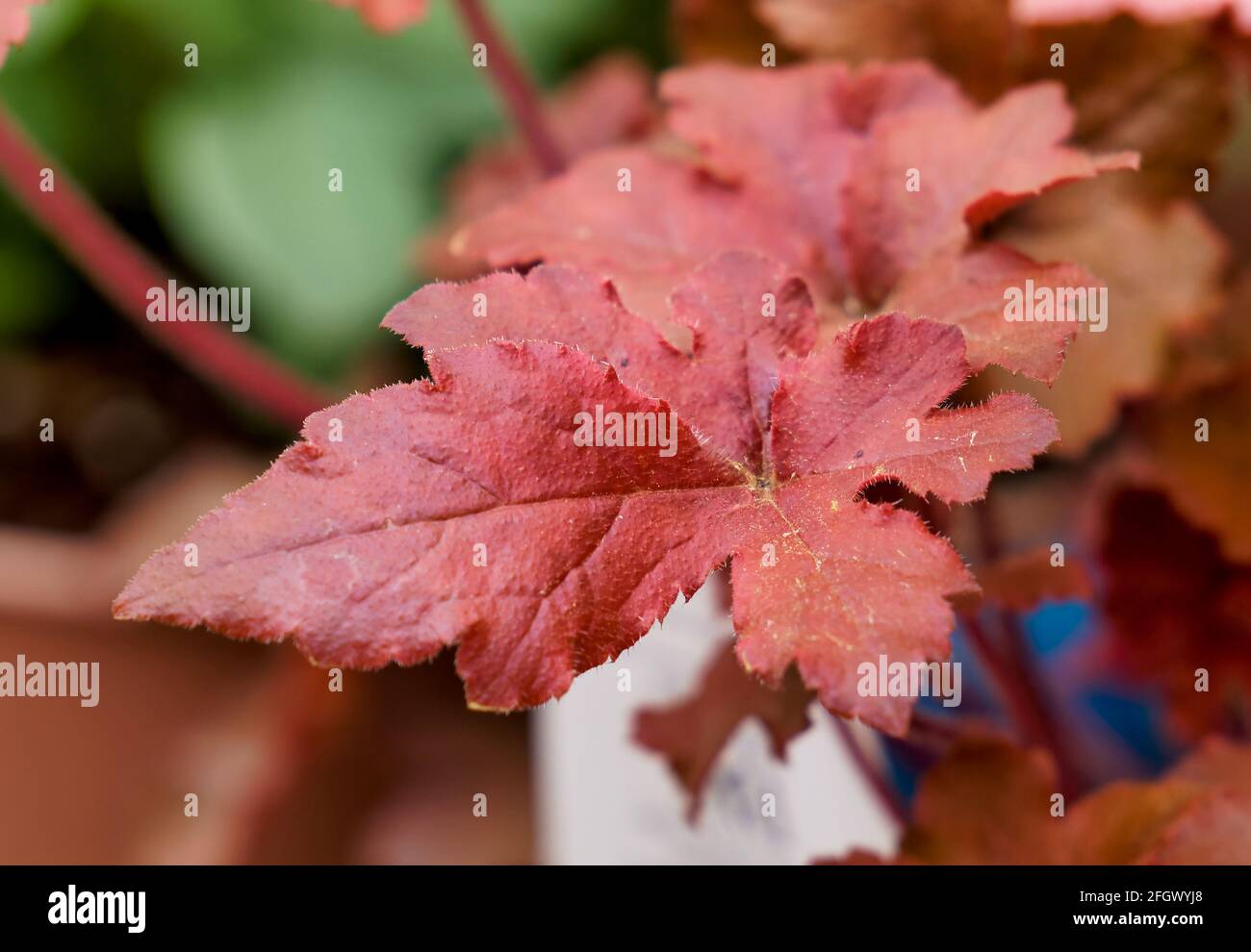 Golden bronze plant leaves after the rain Stock Photo - Alamy