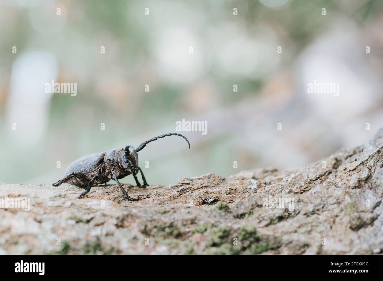 Lamia textor - Weaver beetle insect on a tree bark Stock Photo - Alamy