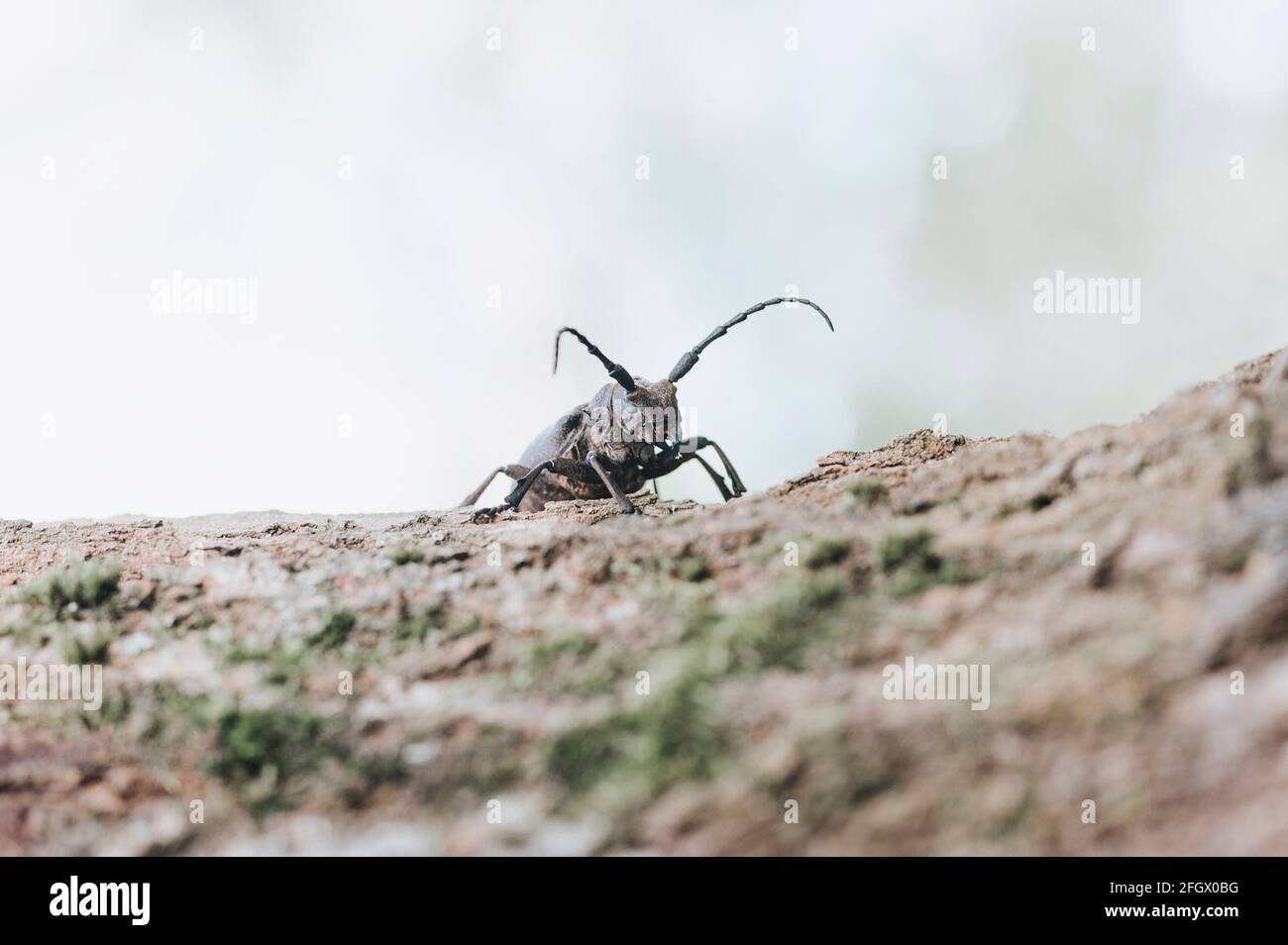 Lamia textor - Weaver beetle insect on a tree bark Stock Photo - Alamy