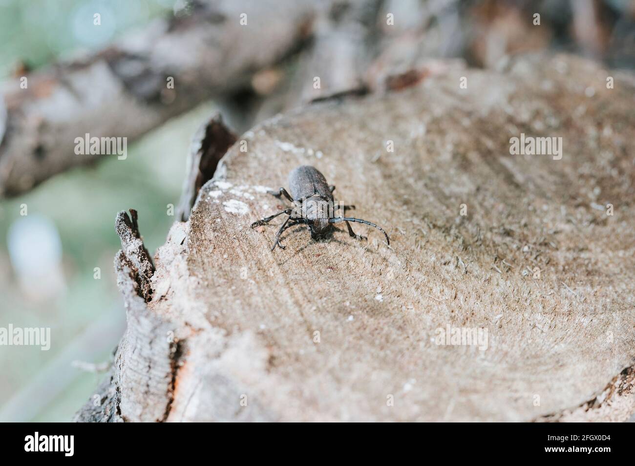 Lamia textor - Weaver beetle insect on a tree bark Stock Photo - Alamy