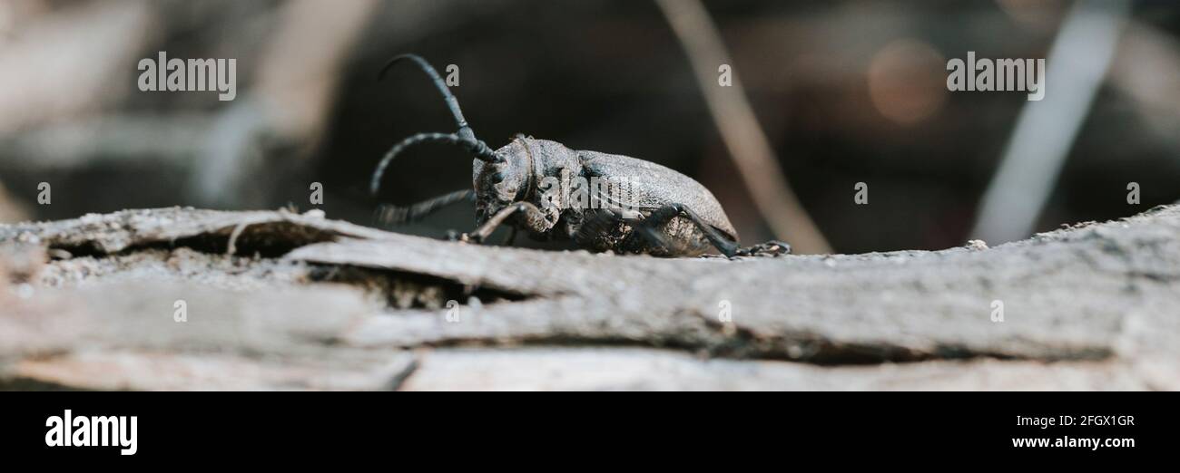 Lamia textor - Weaver beetle insect on a tree bark. banner Stock Photo ...