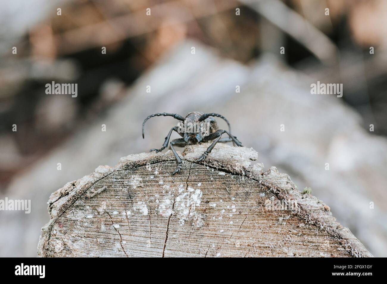 Lamia textor - Weaver beetle insect on a tree bark Stock Photo - Alamy