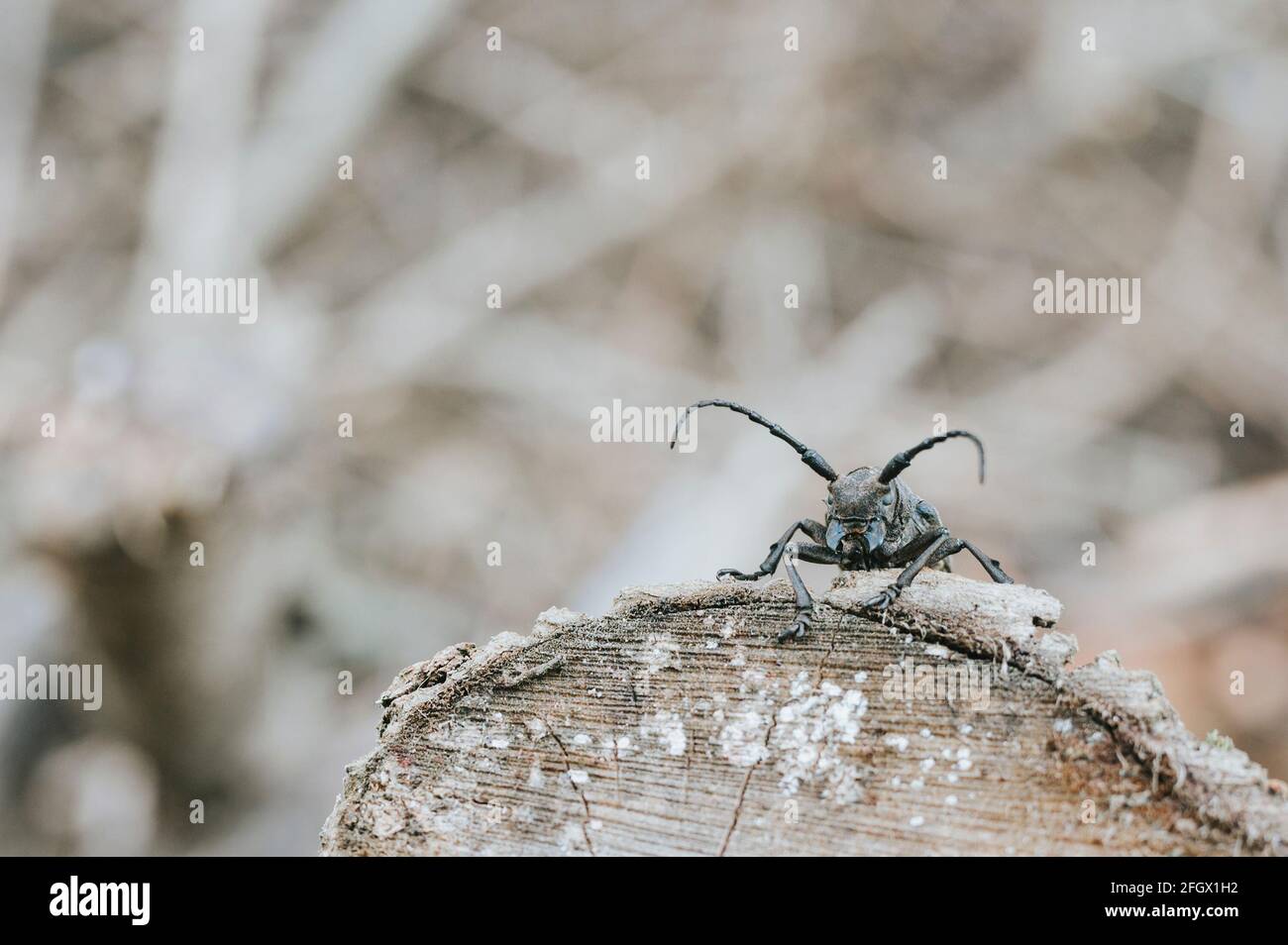 Lamia textor - Weaver beetle insect on a tree bark Stock Photo - Alamy