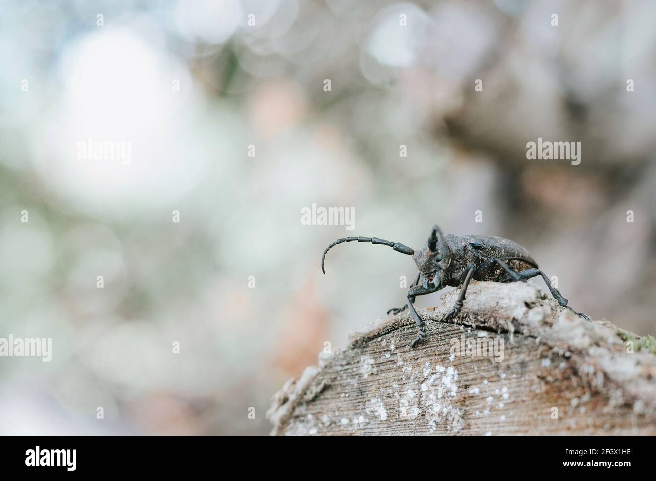 Lamia textor - Weaver beetle insect on a tree bark Stock Photo - Alamy
