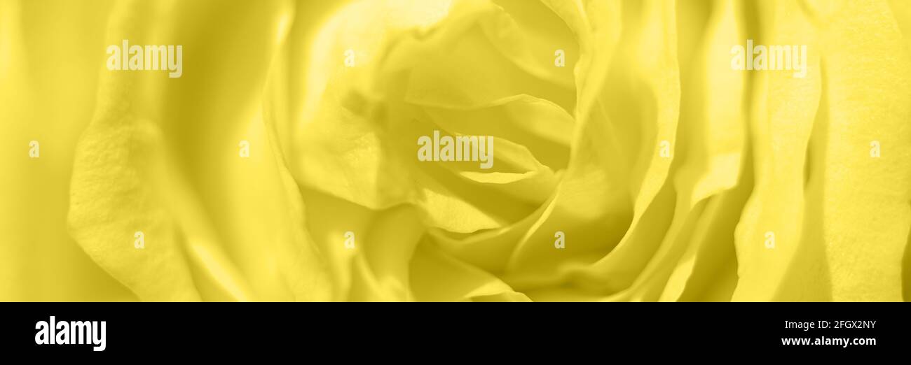 yellow rose flower in full bloom zoomed in. petals of rose close up ...