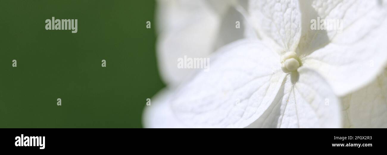 white hydrangea flowers in full bloom zoomed in. bud and petals of ...
