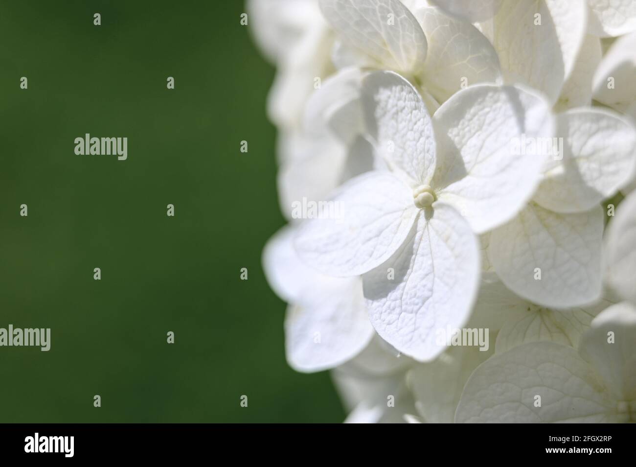 white hydrangea flowers in full bloom zoomed in. bud and petals of ...