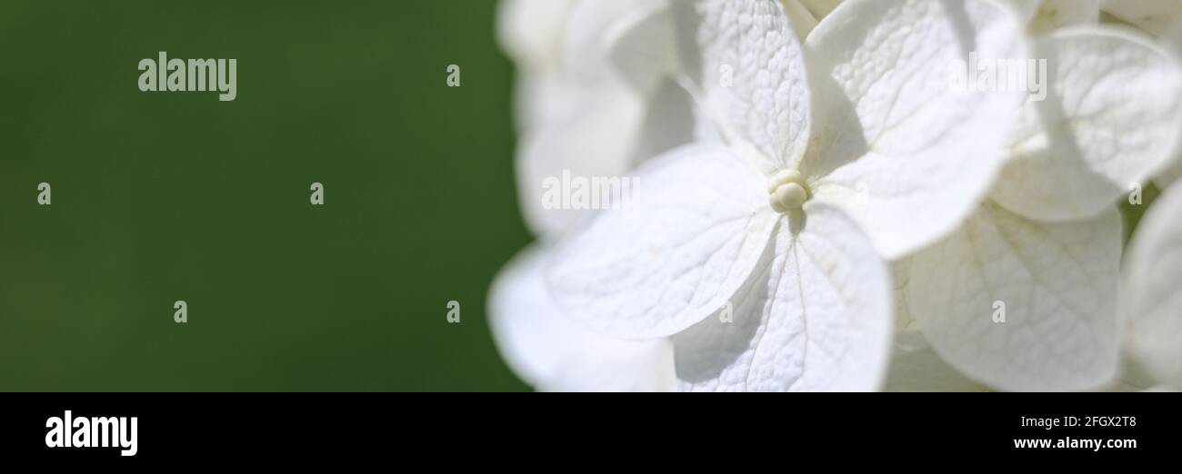 white hydrangea flowers in full bloom zoomed in. bud and petals of ...