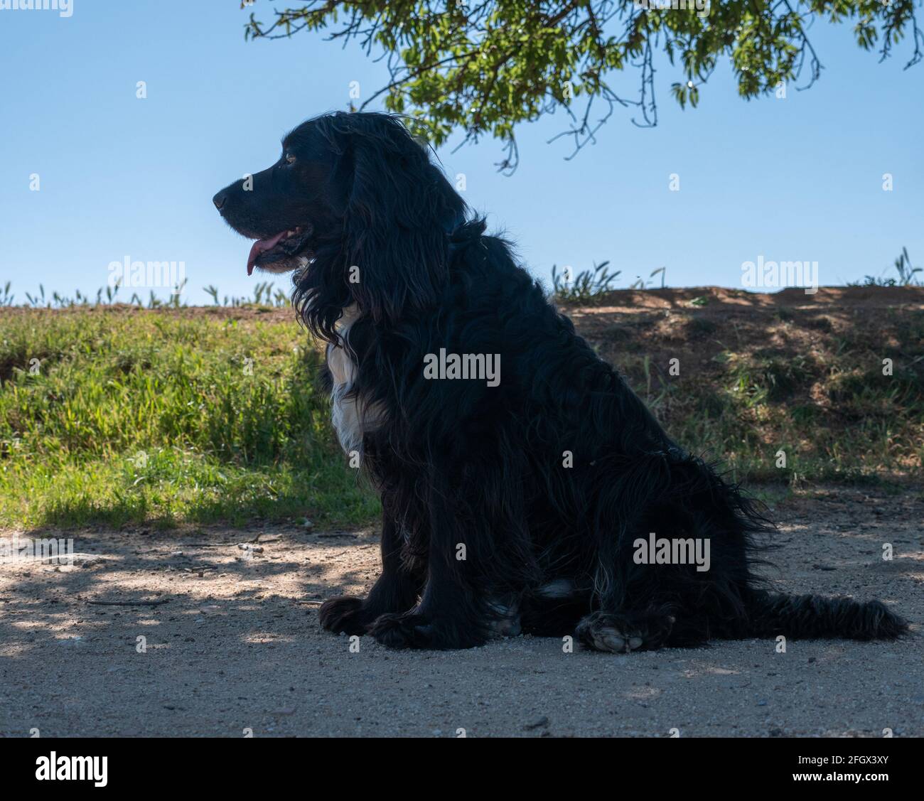 Black cocker spaniel hi-res stock photography and images - Alamy