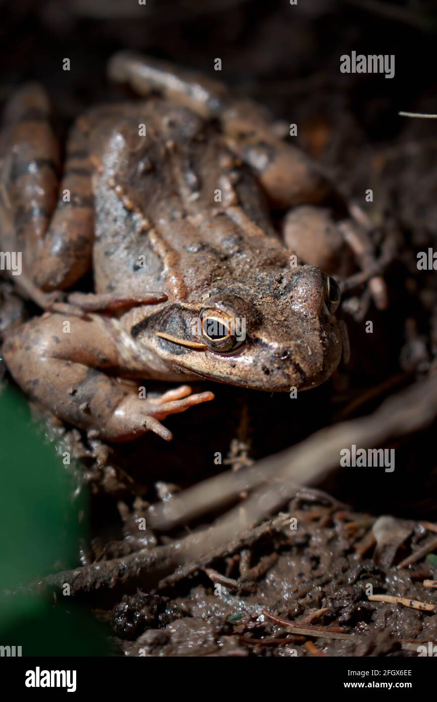 Close photos of a frog in nature Stock Photo - Alamy