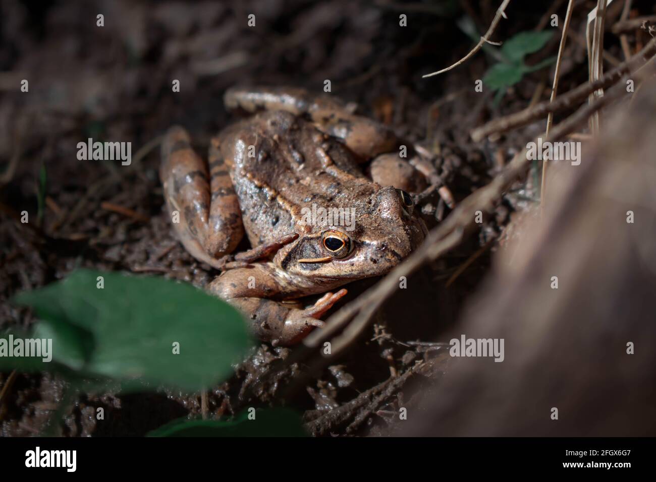 Close photos of a frog in nature Stock Photo - Alamy