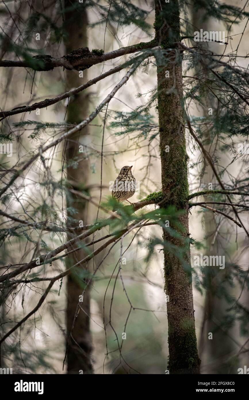 Sharp bird photos hi-res stock photography and images - Alamy