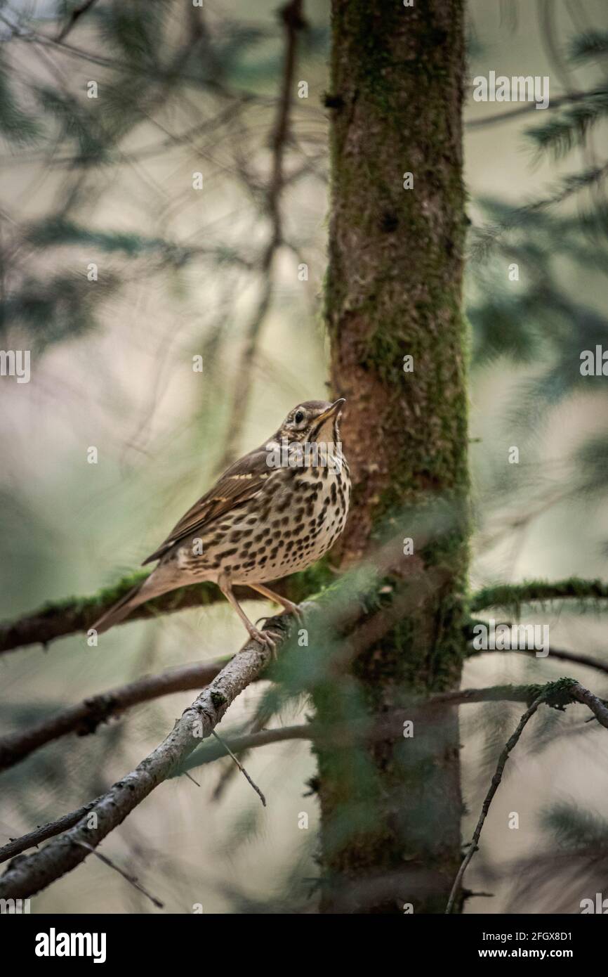 Sharp bird photos hi-res stock photography and images - Alamy