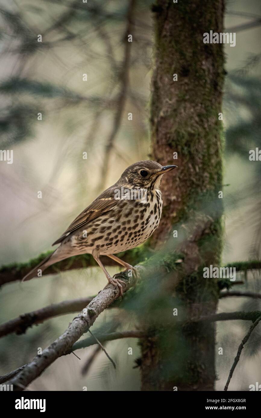 Sharp bird photos hi-res stock photography and images - Alamy