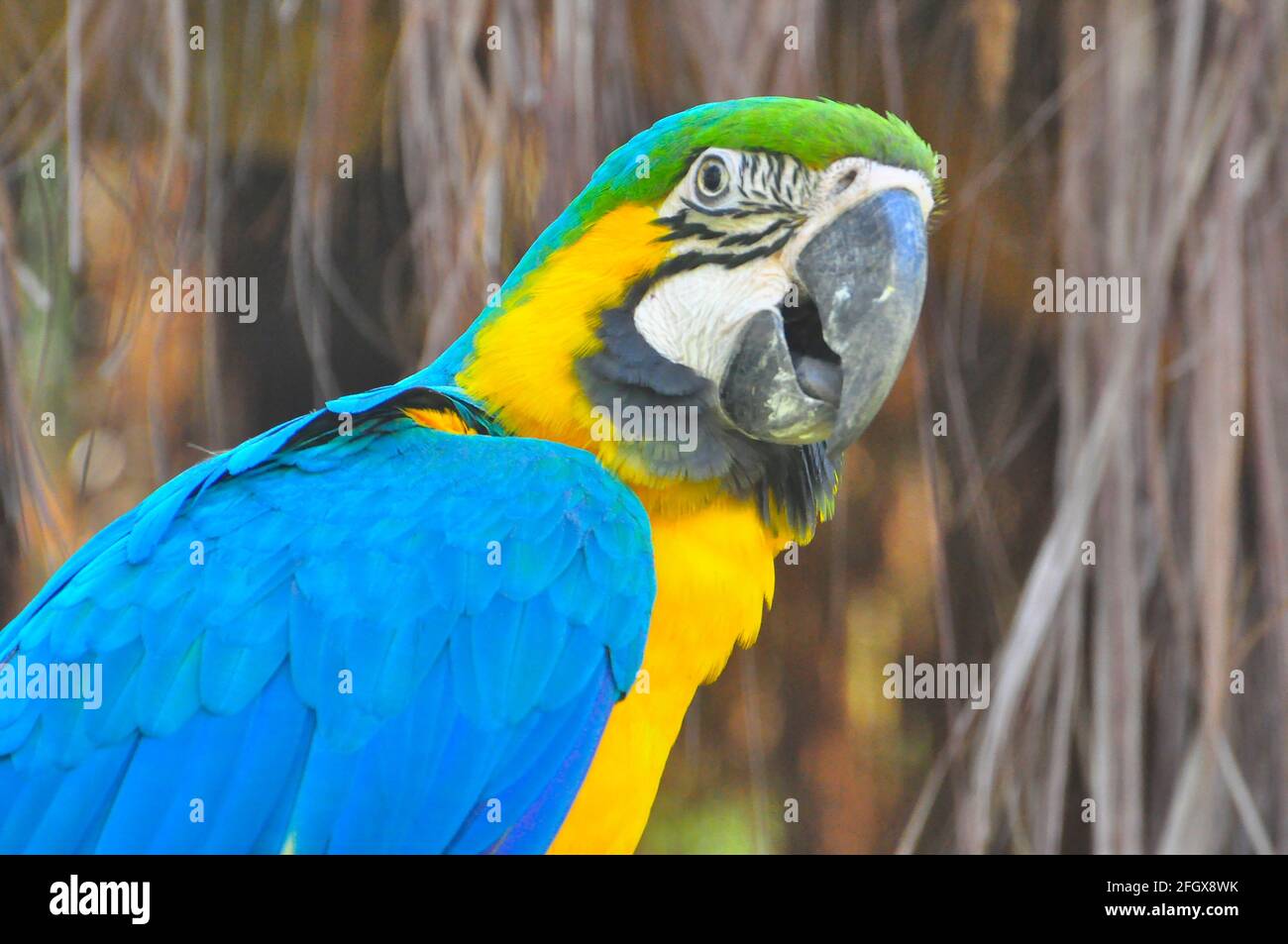 Brazilian blue bird hi-res stock photography and images - Alamy