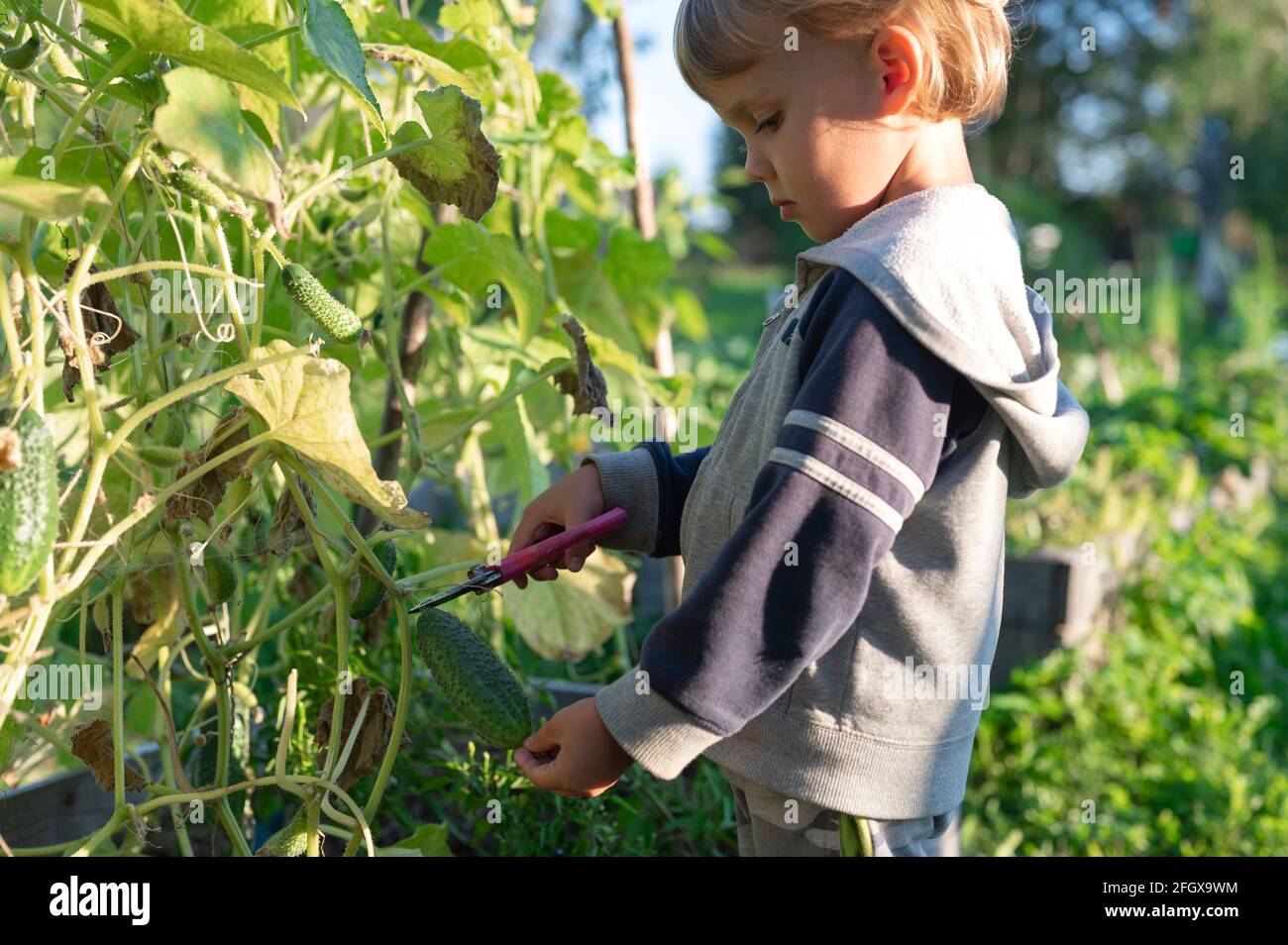 picking crops cucumbers in autumn. cucumber in the hands of a little ...